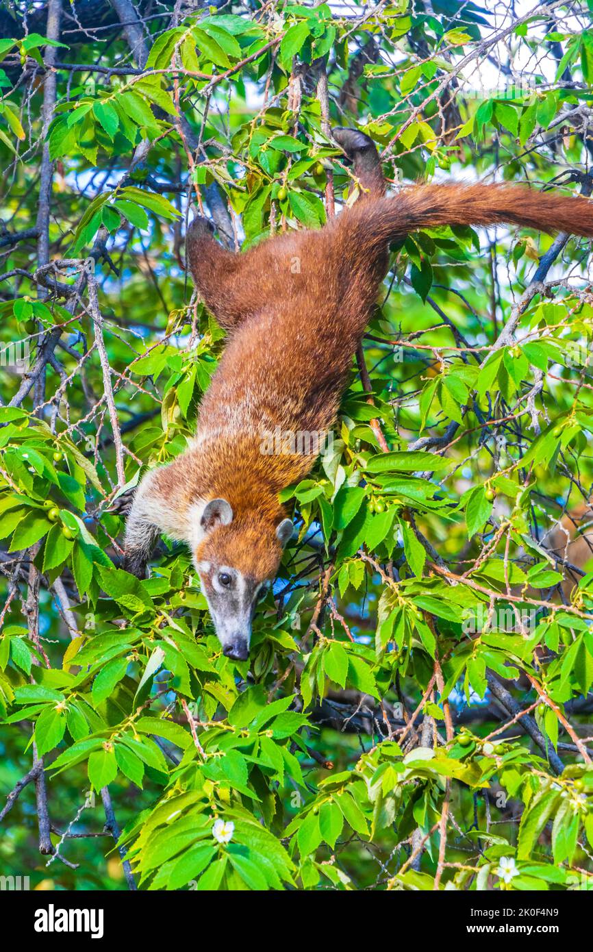 Coati coatis climb trees and branches and eat and search for fruits in ...