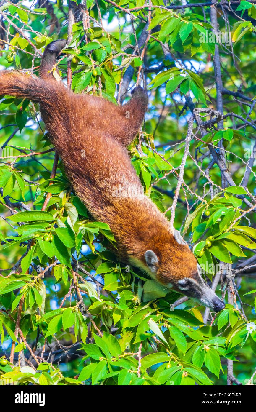 Coati coatis climb trees and branches and eat and search for fruits in ...