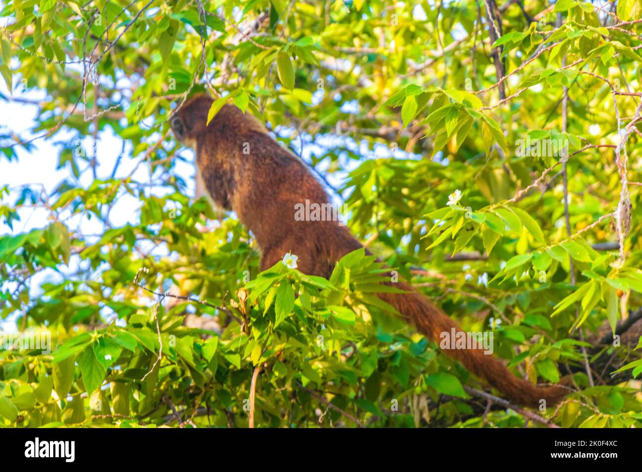 Coati coatis climb trees and branches and eat and search for fruits in ...