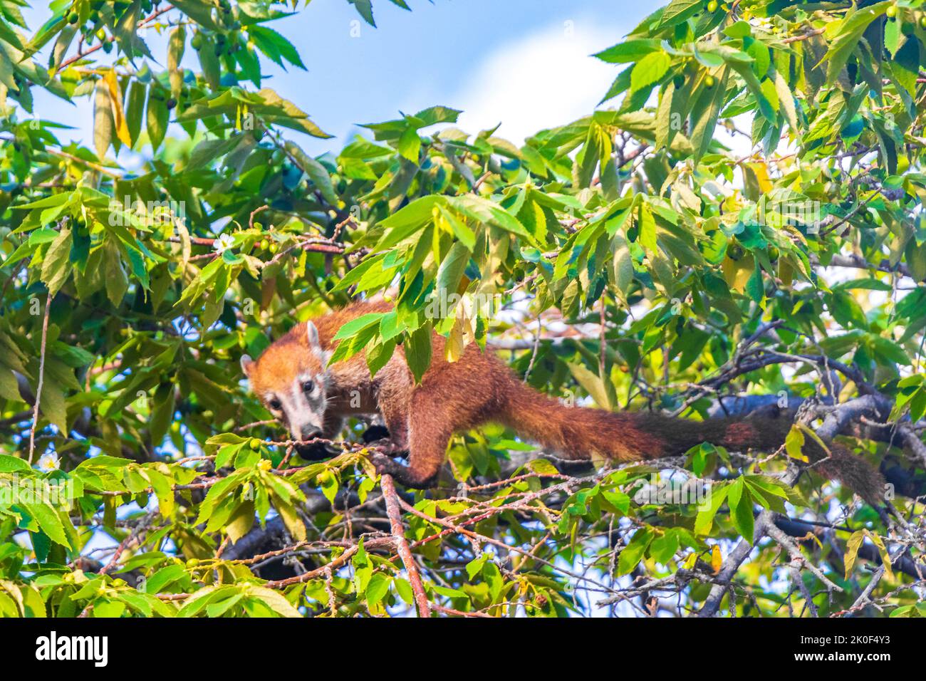 Coati coatis climb trees and branches and eat and search for fruits in ...