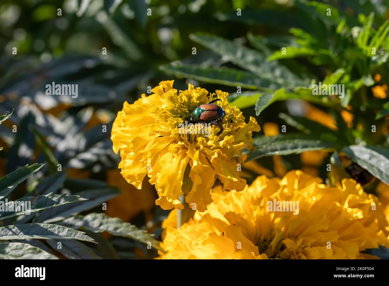 The Japanese beetle (Popillia japonica) is a species of scarab beetle ...