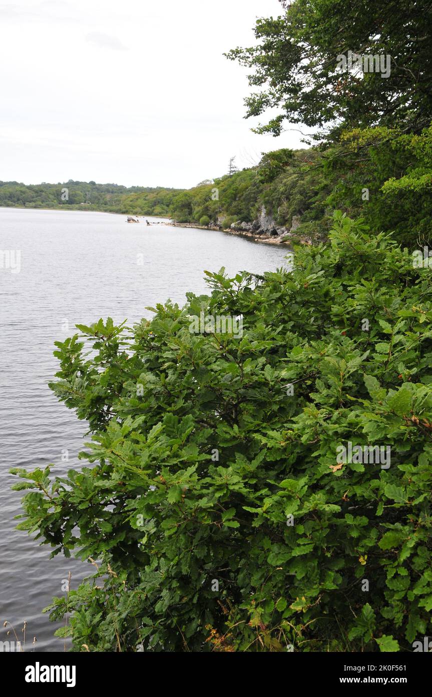 Killarney national park valley view hi-res stock photography and images ...