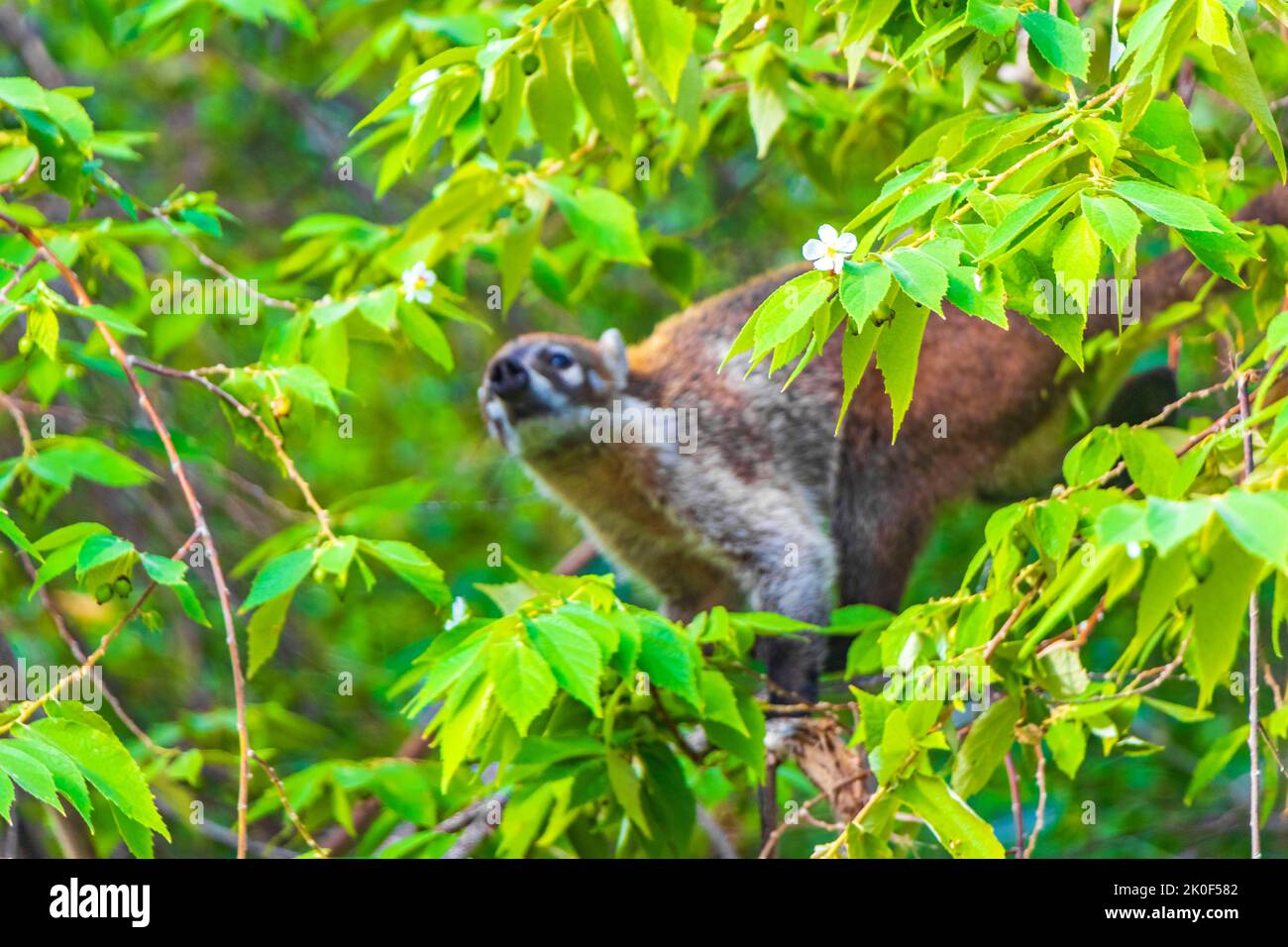 Coati coatis climb trees and branches and eat and search for fruits in ...