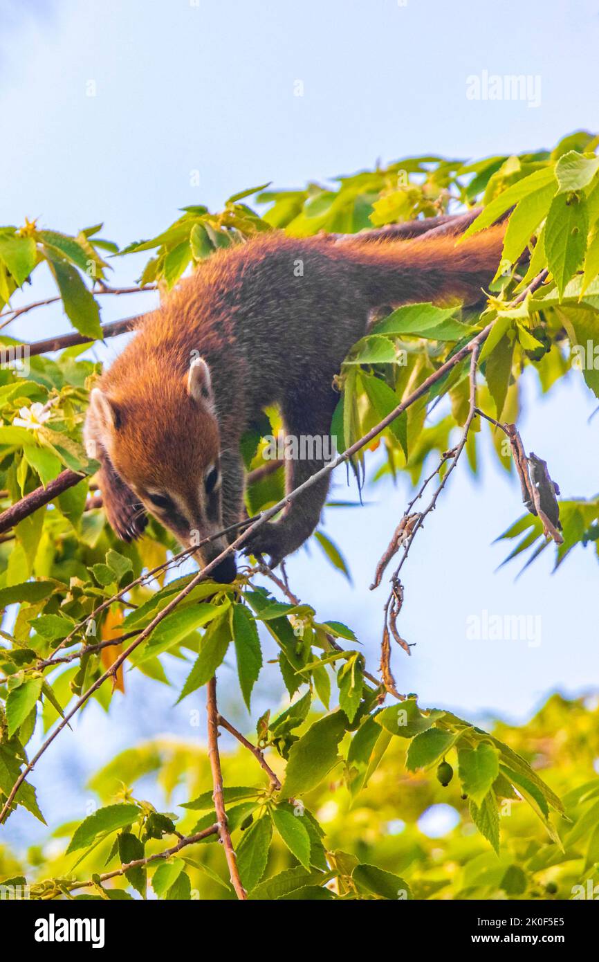 Coati coatis climb trees and branches and eat and search for fruits in ...