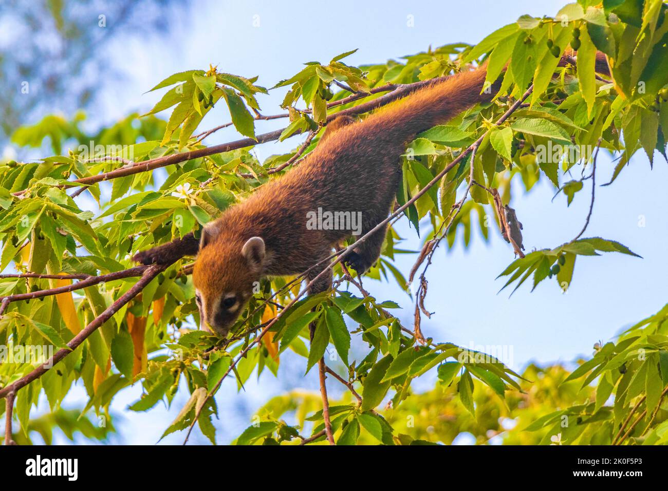 Coati coatis climb trees and branches and eat and search for fruits in ...