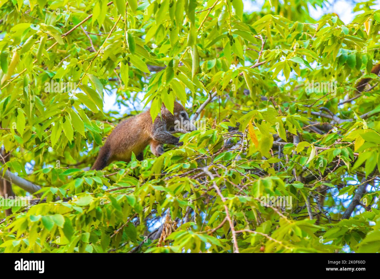 Coati coatis climb trees and branches and eat and search for fruits in ...