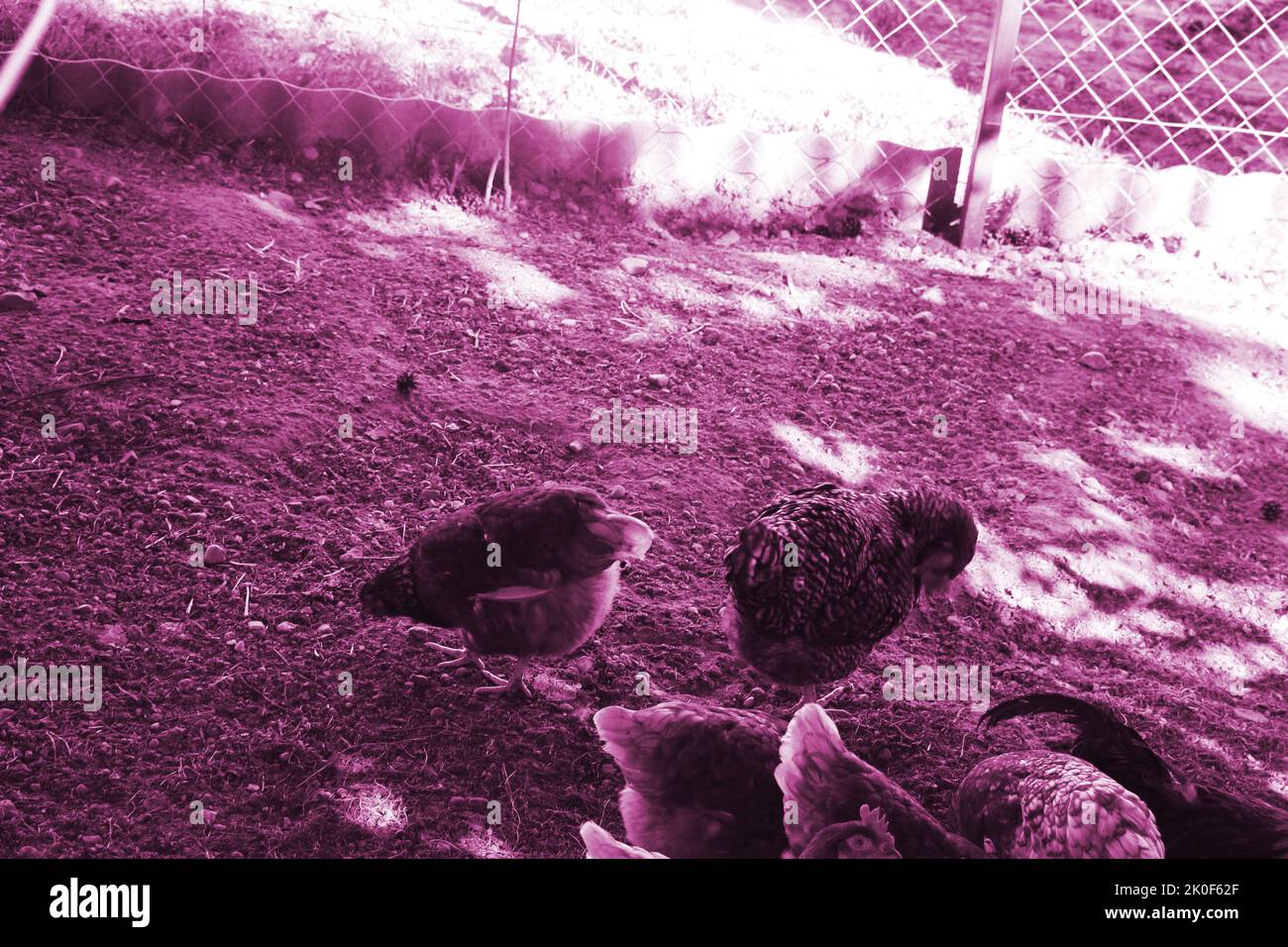 Hens in cage free or free range and antibiotic and hormone free farming ...