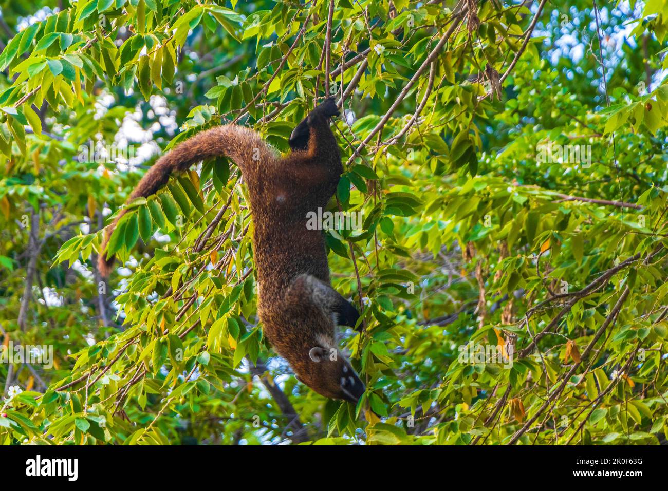 Coati coatis climb trees and branches and eat and search for fruits in ...