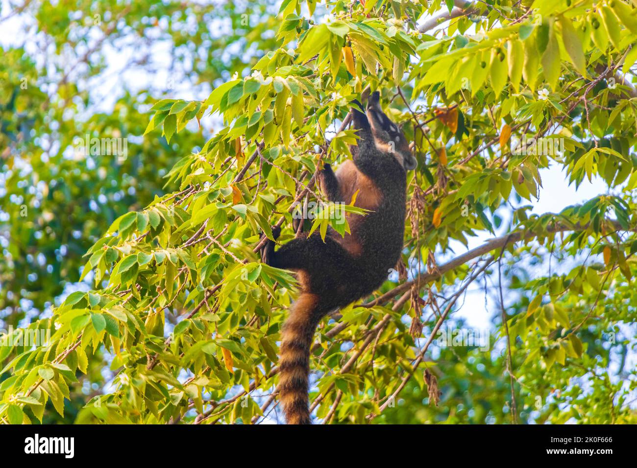 Coati coatis climb trees and branches and eat and search for fruits in ...