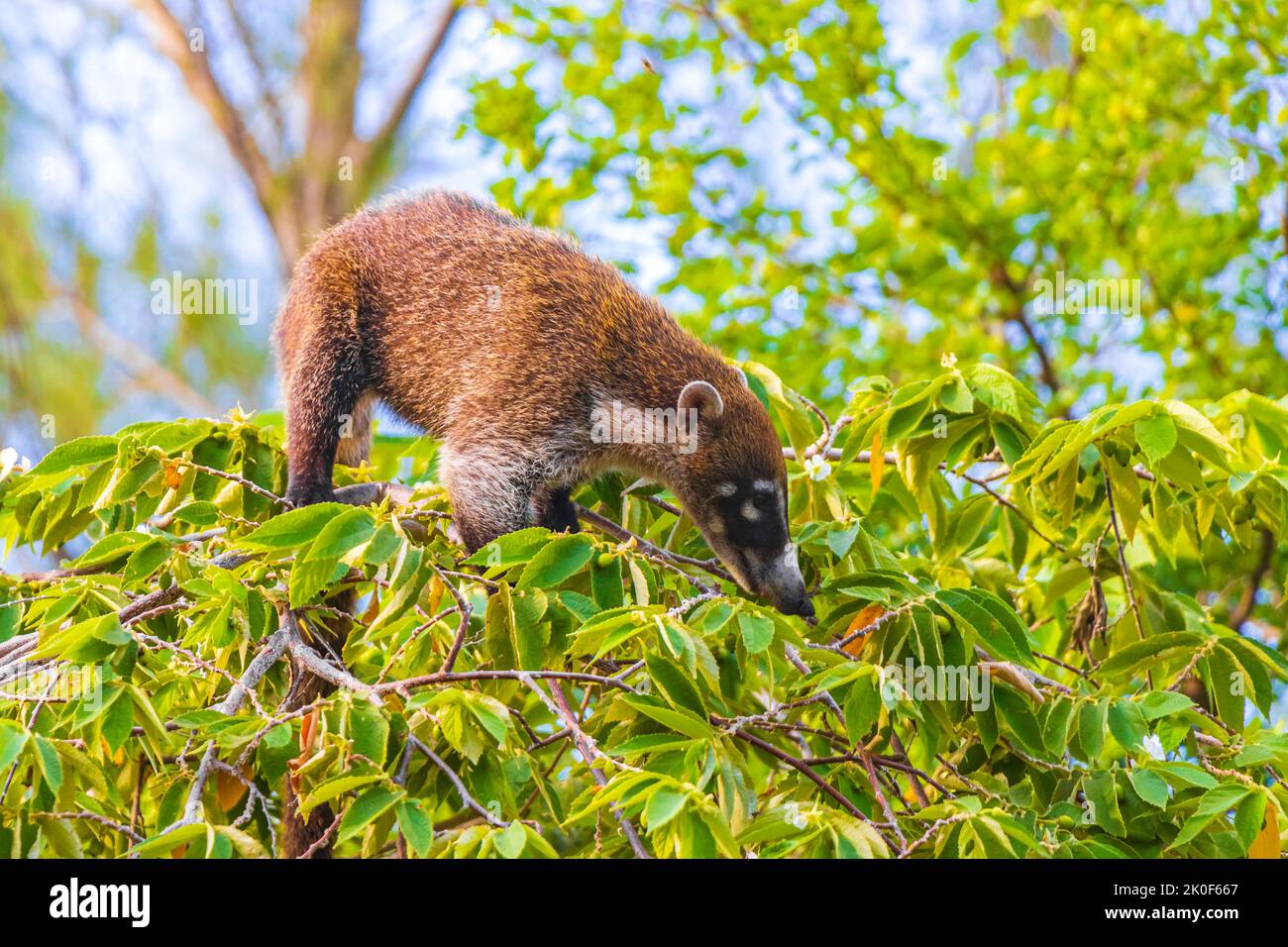Coati coatis climb trees and branches and eat and search for fruits in ...