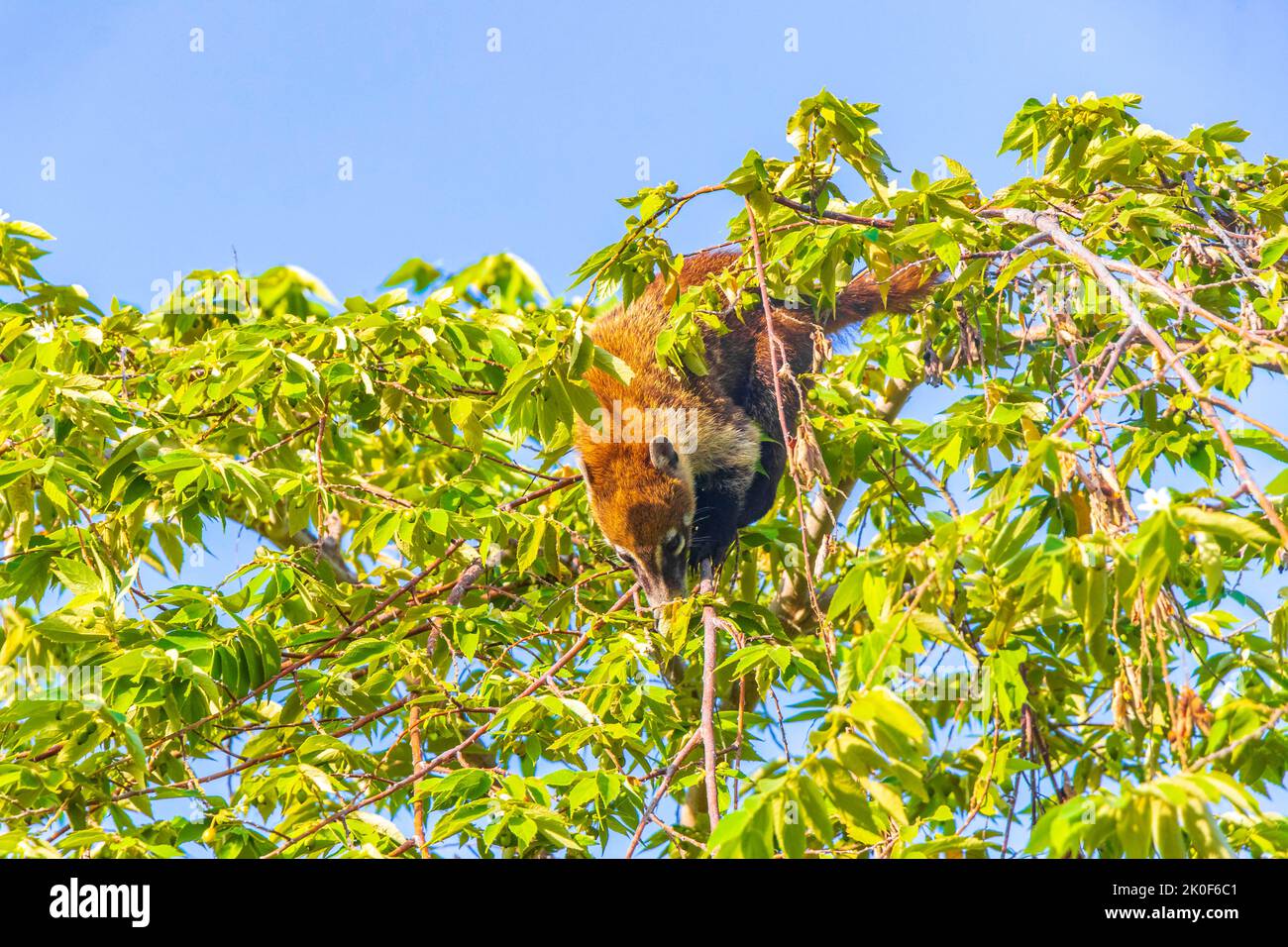 Coati coatis climb trees and branches and eat and search for fruits in ...