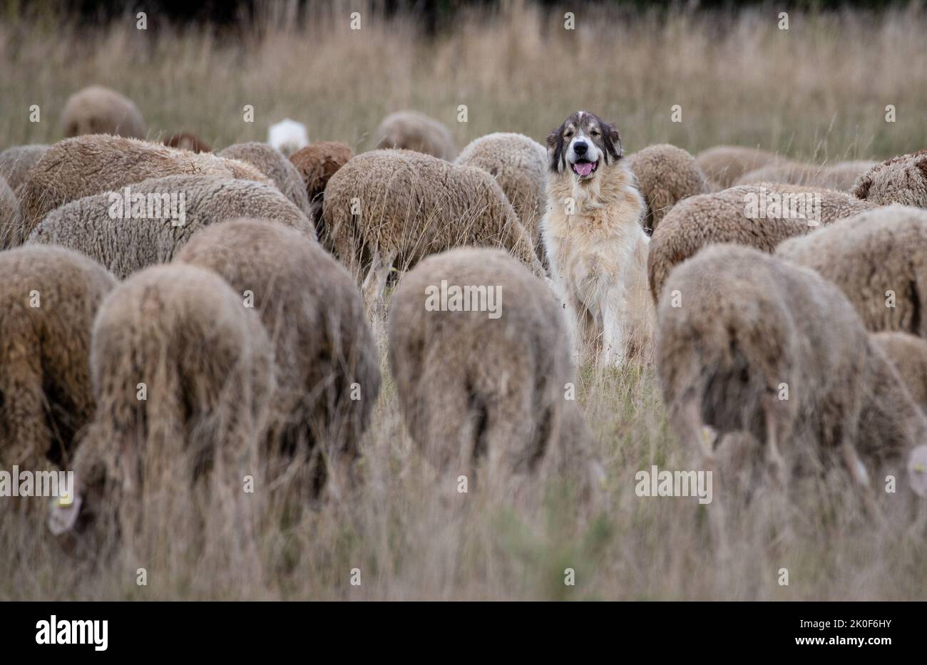 Bollek hi-res stock photography and images - Alamy