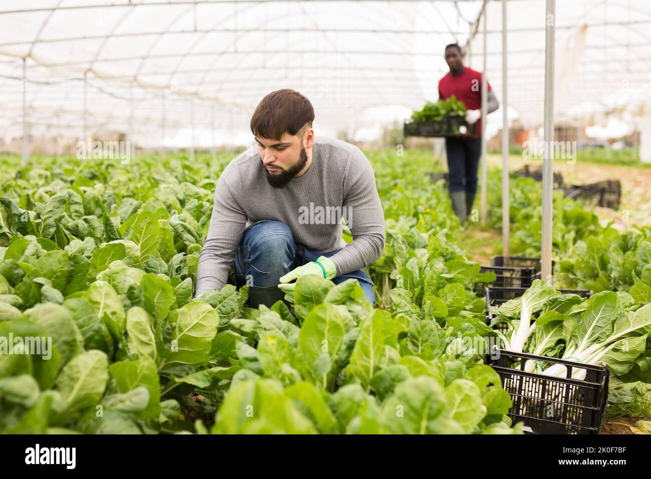 Young farmer harvesting Swiss chard Stock Photo - Alamy