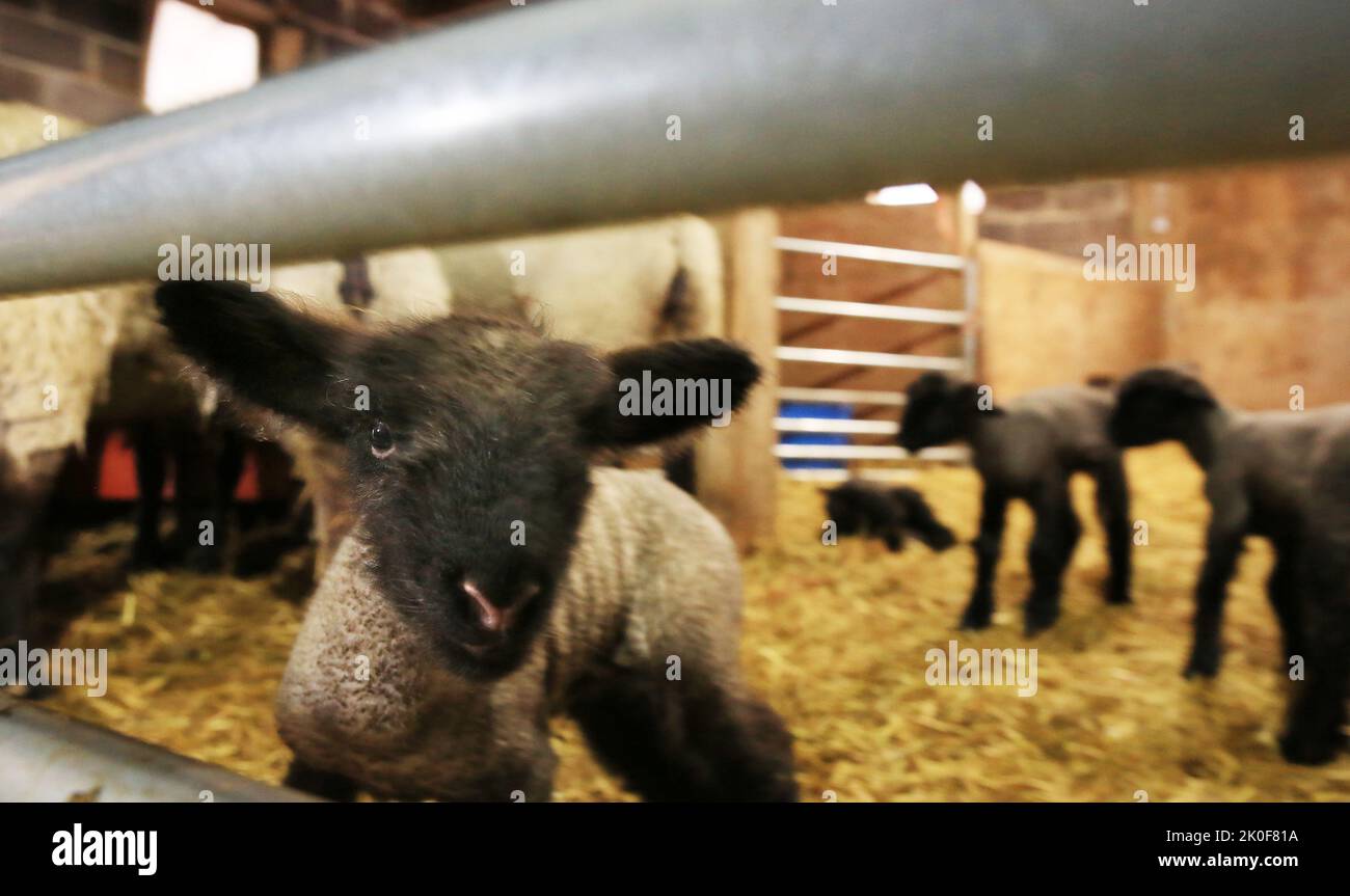 Elwood, Iowa, USA. 16th Jan, 2022. New lambs in the barn January 16th ...