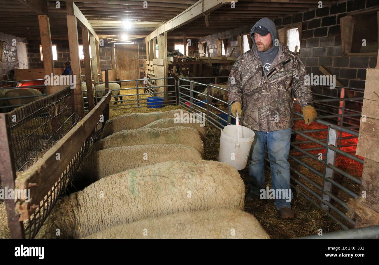 Eight sheep hi-res stock photography and images - Alamy