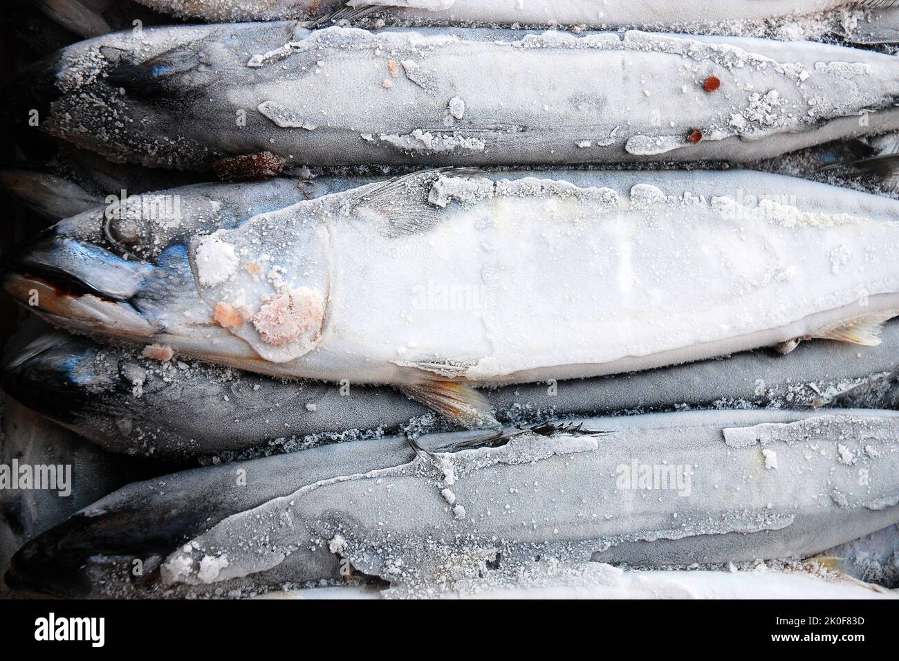 Frozen Fish are stacked on top of each other in a freezer Stock Photo ...