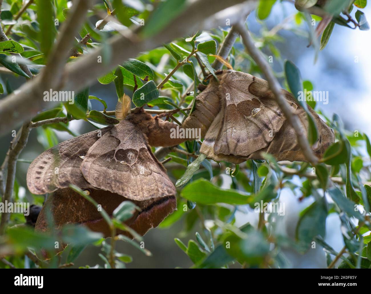 Silk moths hi-res stock photography and images - Alamy