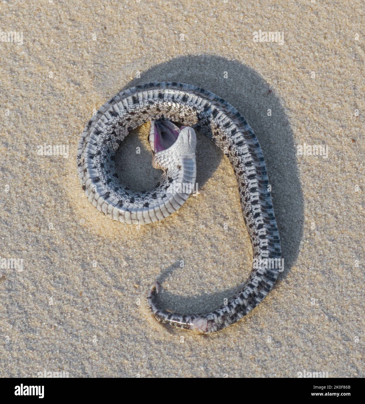 Southern hognose snake heterodon simus hi-res stock photography and ...