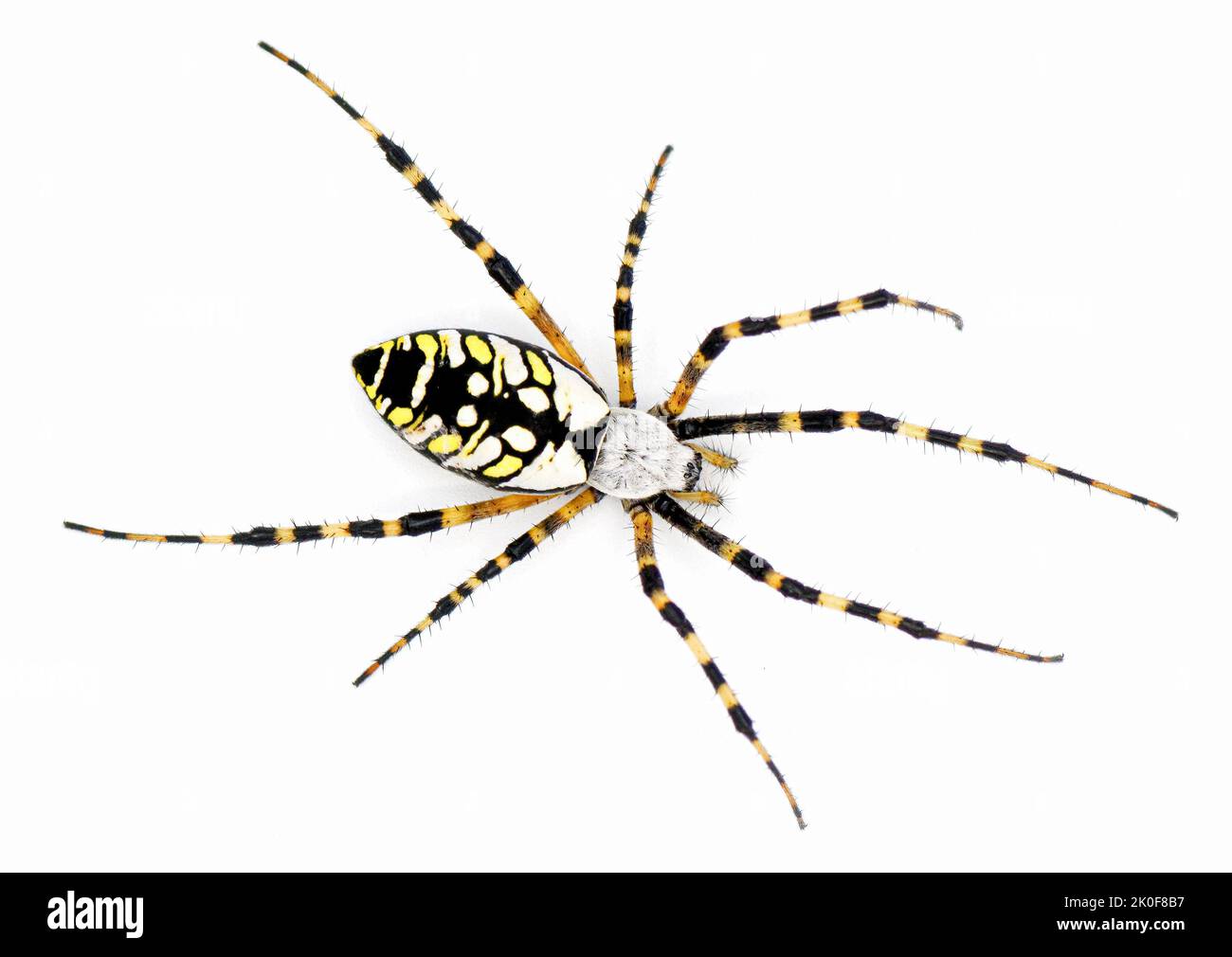 Female garden spider on zigzag pattern hi-res stock photography and ...