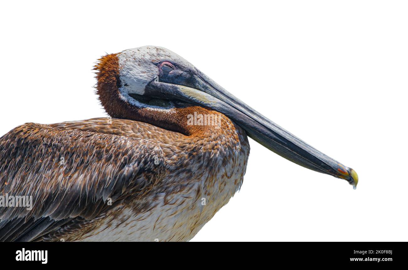 Sleeping pelican hi-res stock photography and images - Alamy