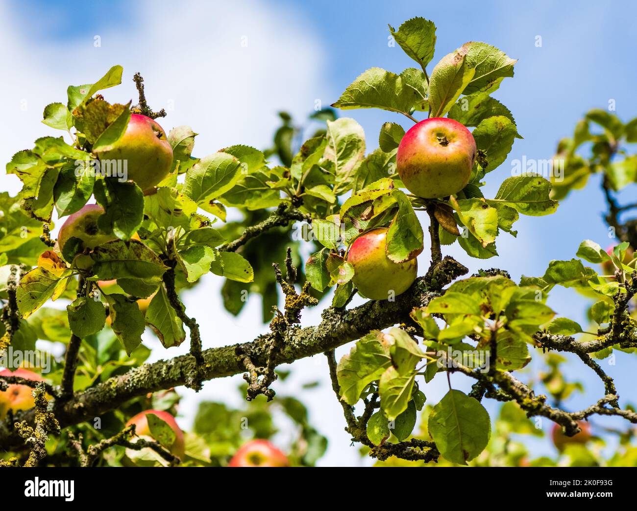 Ripening Apples in an English Country Garden Stock Photo - Alamy