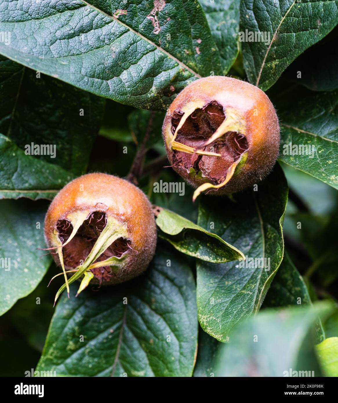 A Medlar Fruit growing in a Country Garden Stock Photo - Alamy