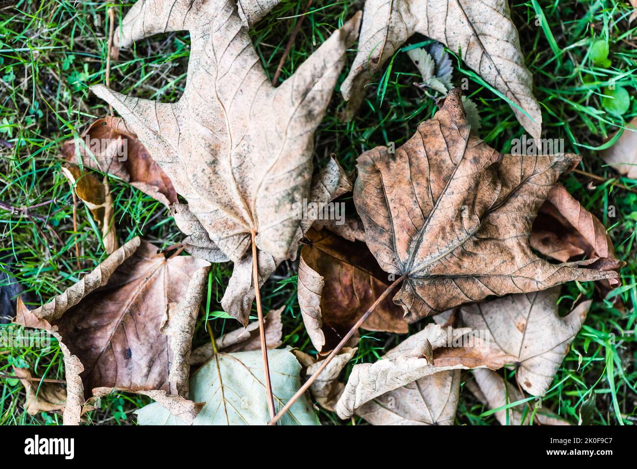 Dead in the garden hi-res stock photography and images - Alamy