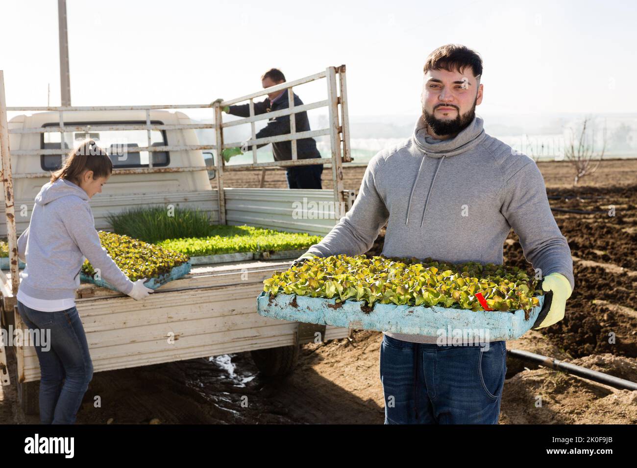 Guy unloading lettuce seedlings Stock Photo - Alamy