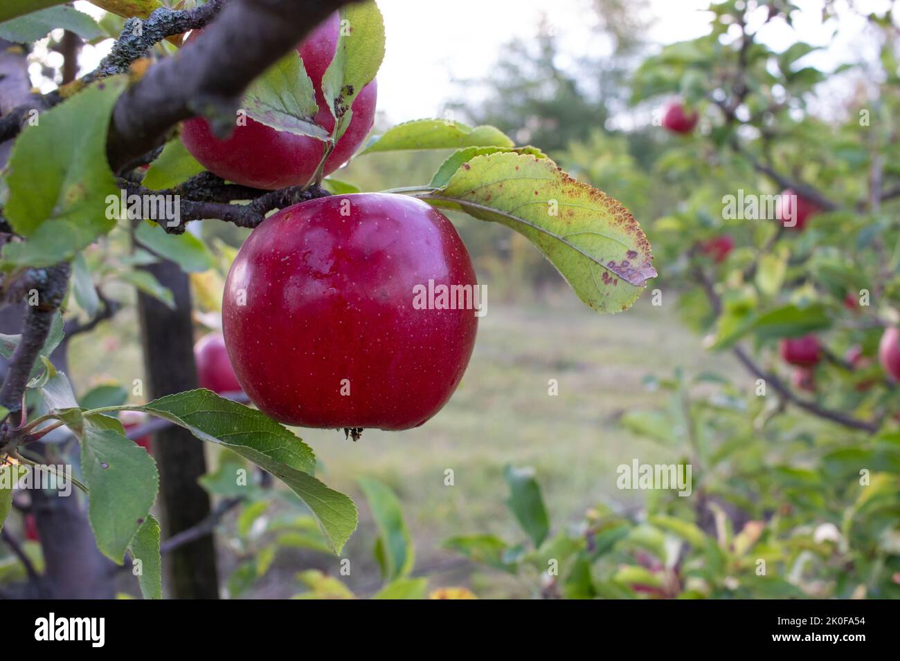 Red ripe apples on tree branch in the garden. Summer, autumn harvesting ...