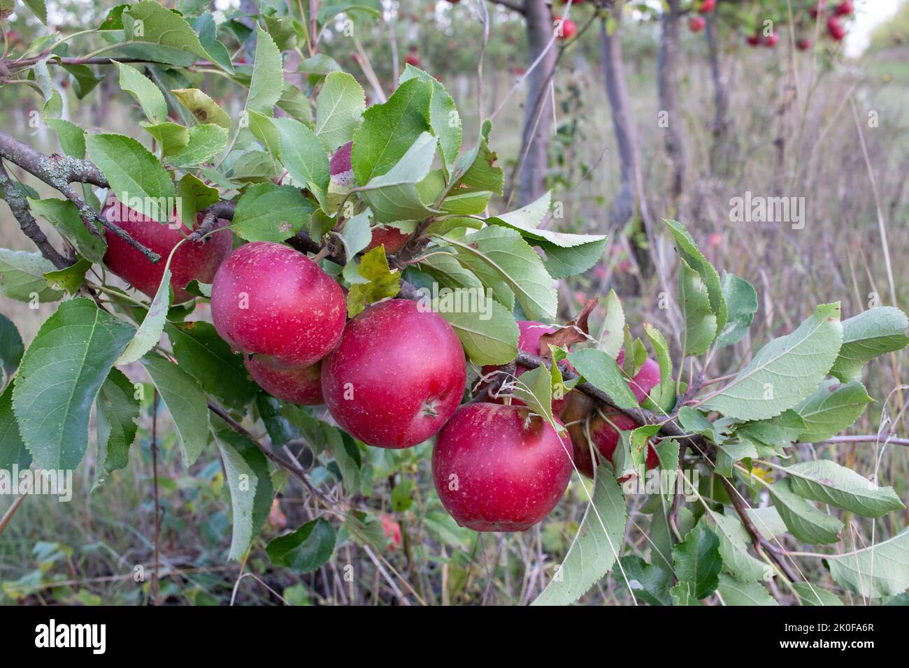 Red ripe apples on tree branch in the garden. Summer, autumn harvesting ...
