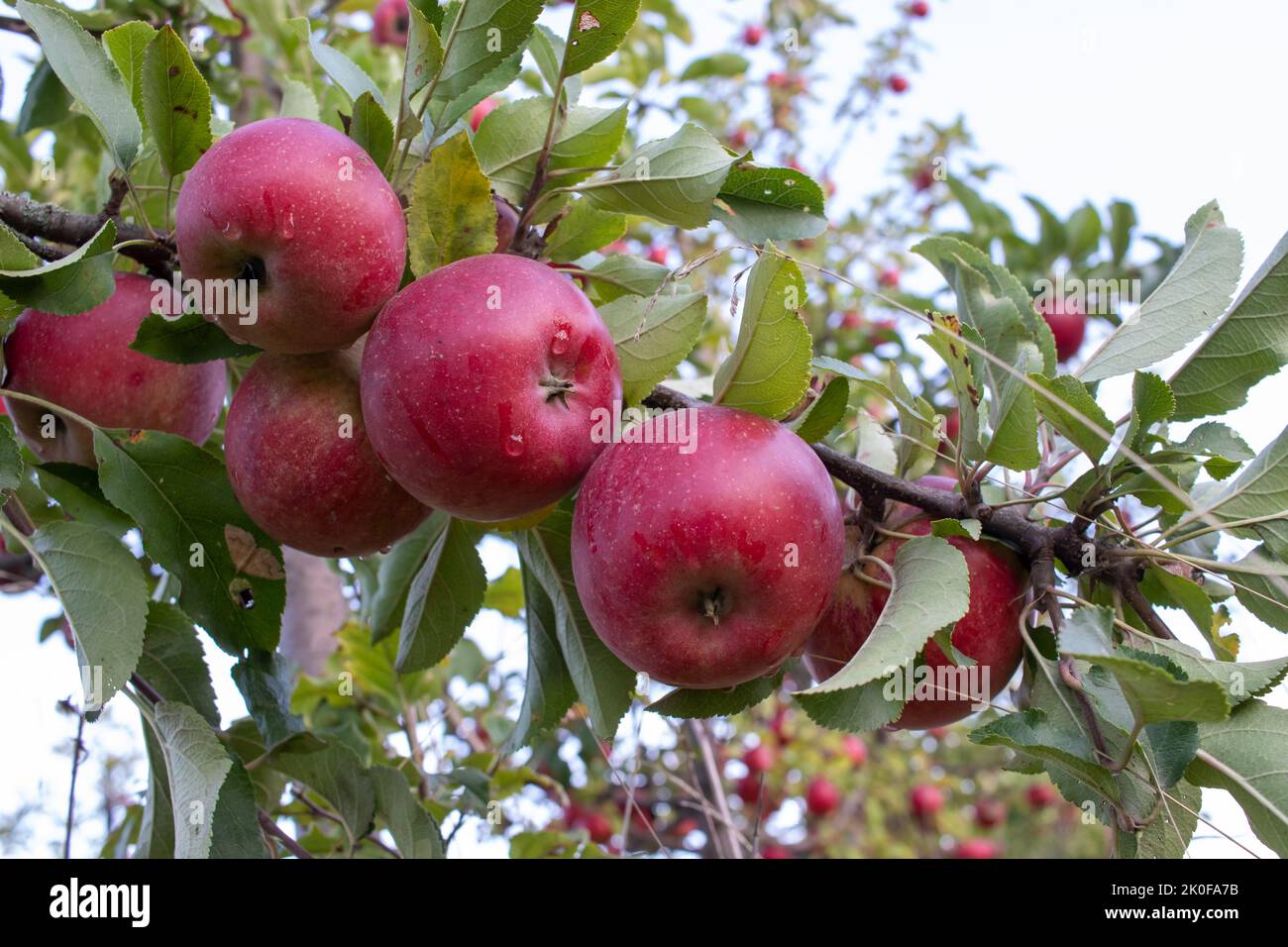 Red ripe apples on tree branch in the garden. Summer, autumn harvesting ...