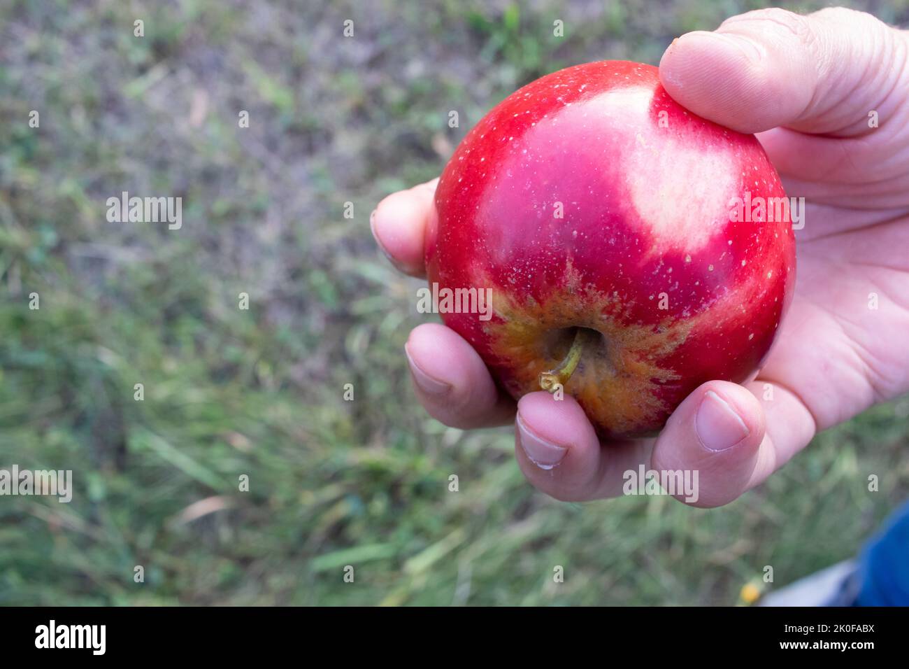 Hand picking apples in fruit orchards. Red ripe apples on tree branches ...