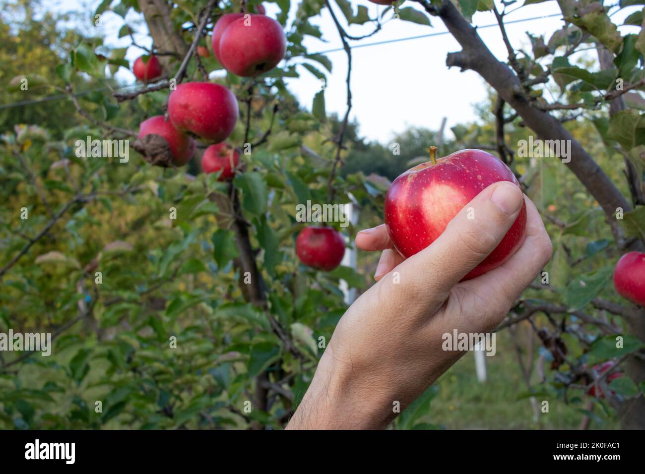 Hand picking apples in fruit orchards. Red ripe apples on tree branches in the garden. Summer ...