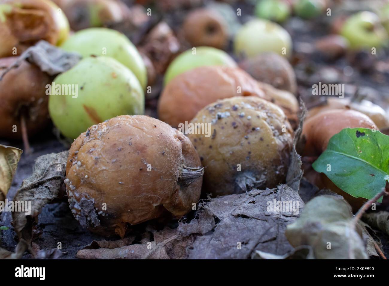 Overripe rotten yellow apples fruits on the ground under tree in the ...