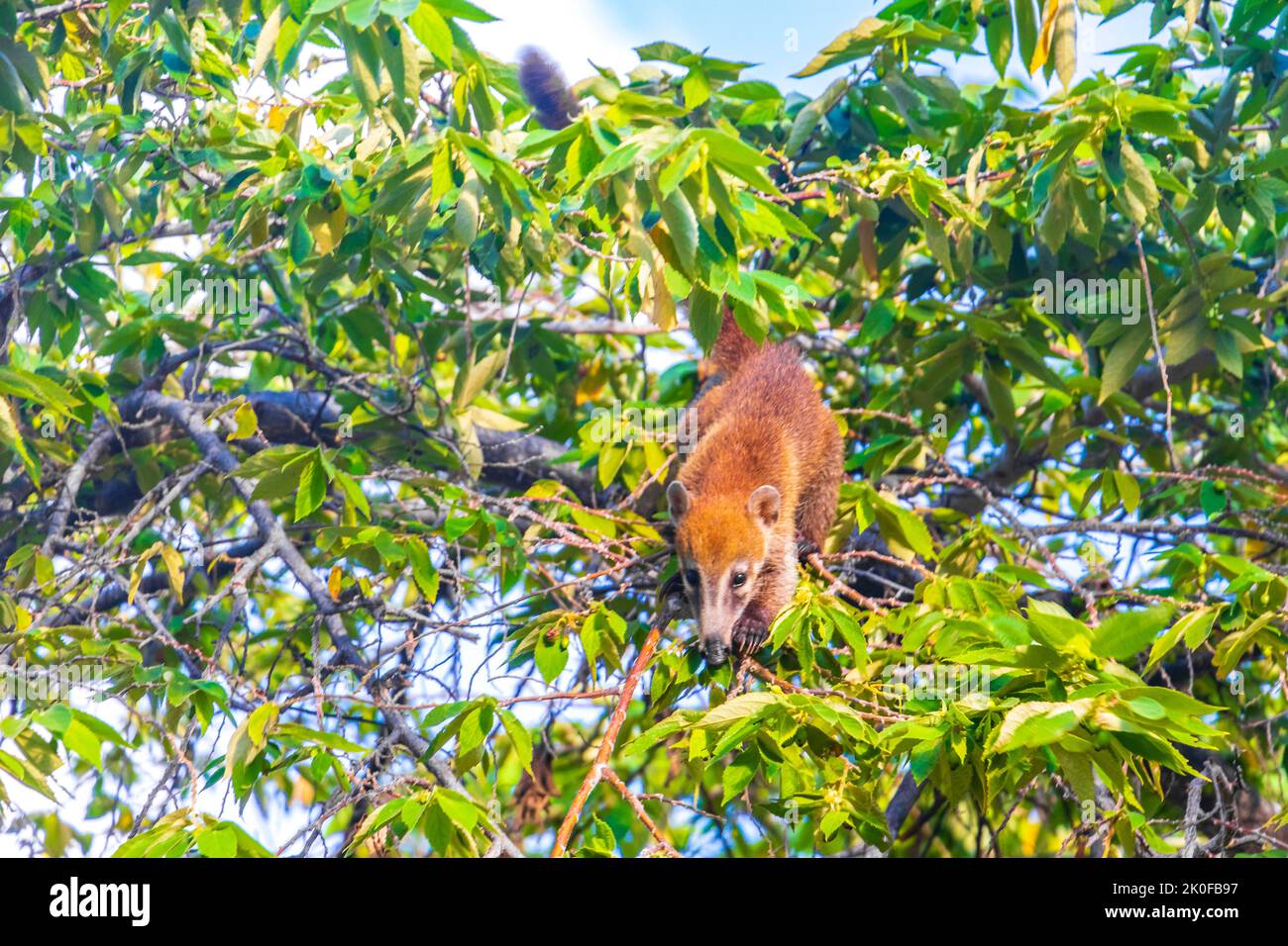 Coati coatis climb trees and branches and eat and search for fruits in ...