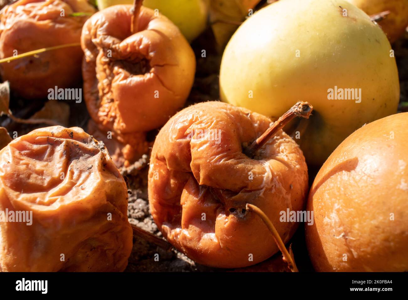 Overripe rotten yellow apples fruits on the ground under tree in the ...