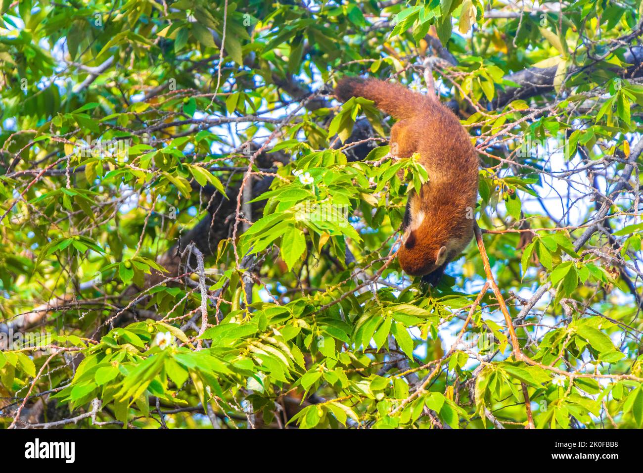 Coati coatis climb trees and branches and eat and search for fruits in ...