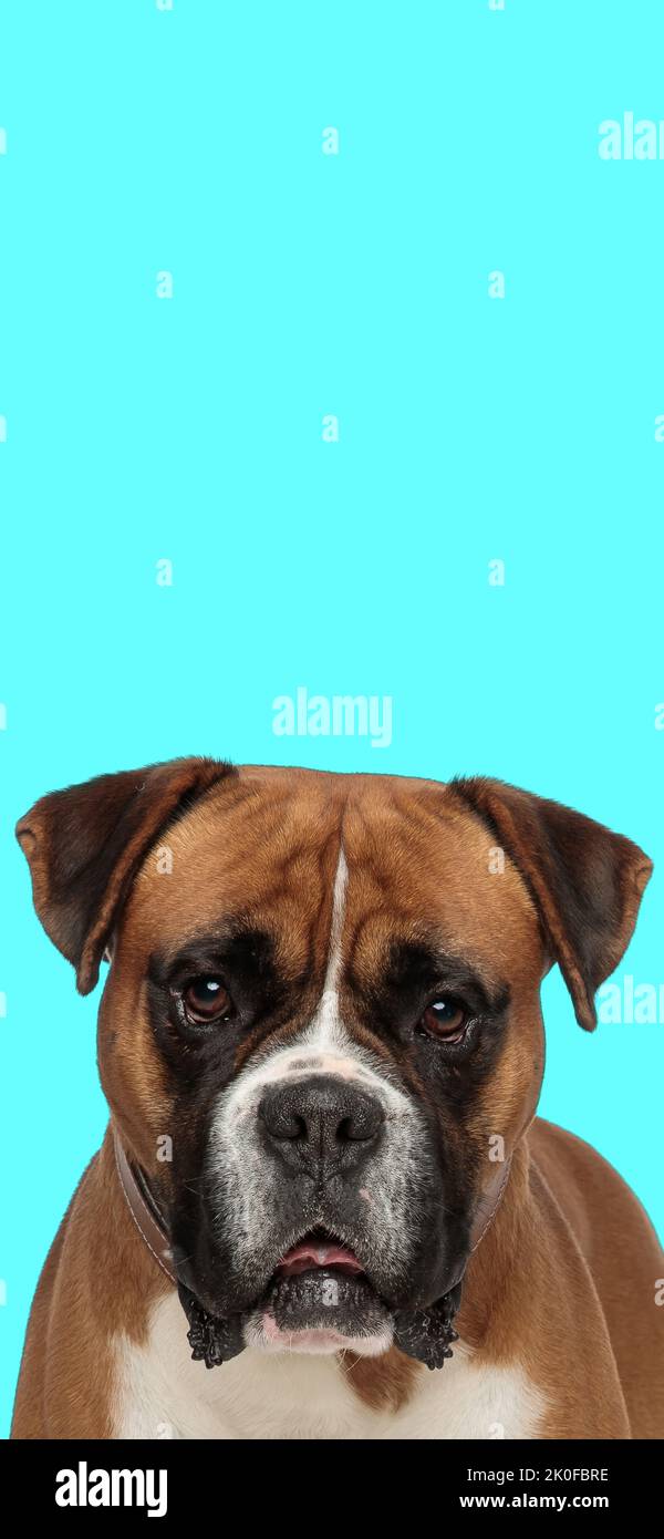 screen photo of lovely brown boxer puppy in front of blue background in ...