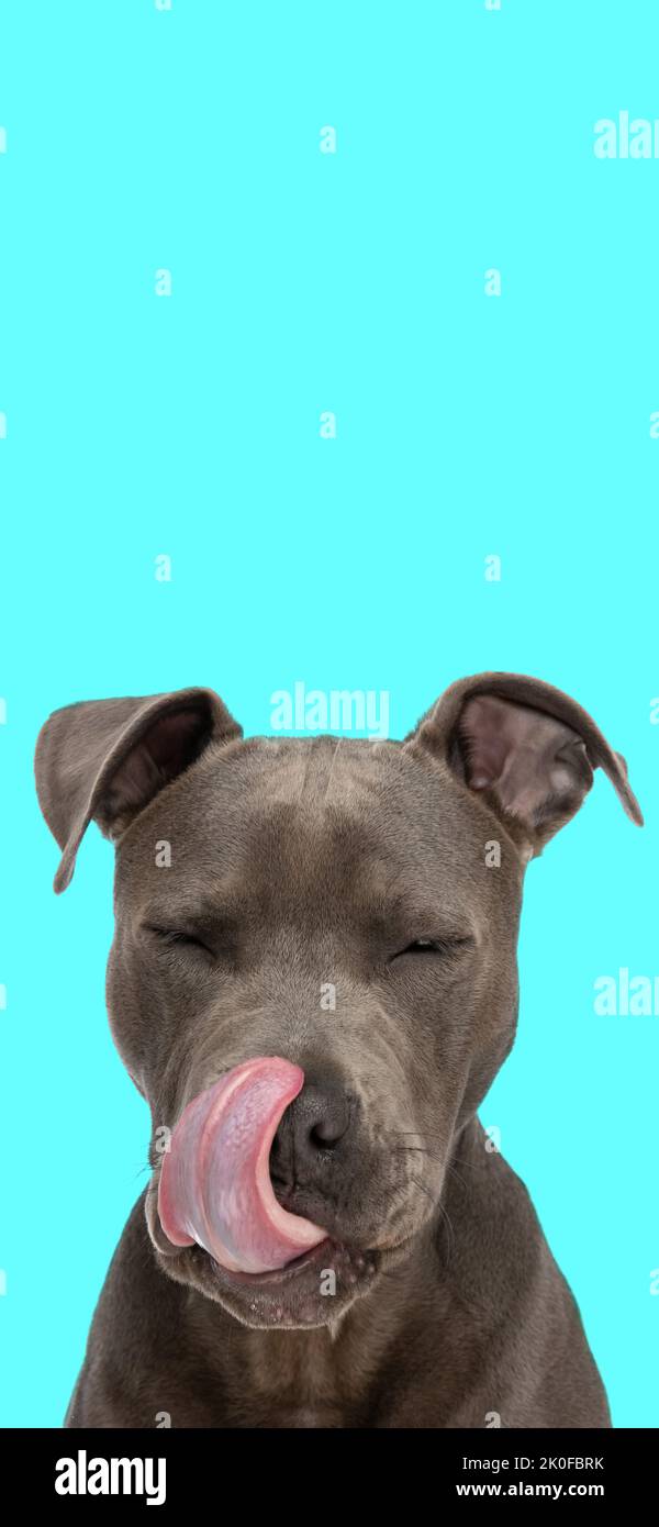 photo of precious little amstaff dog sticking out tongue and licking ...