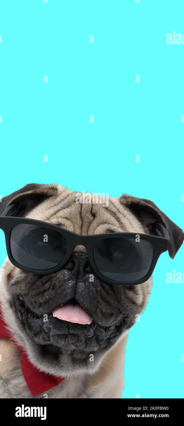 cool pug puppy with glasses and bowtie panting and sticking out tongue ...