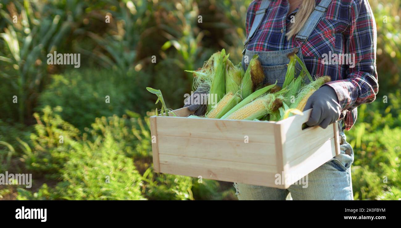 Woman gardener gathers corn in the summer garden. Collection of ...