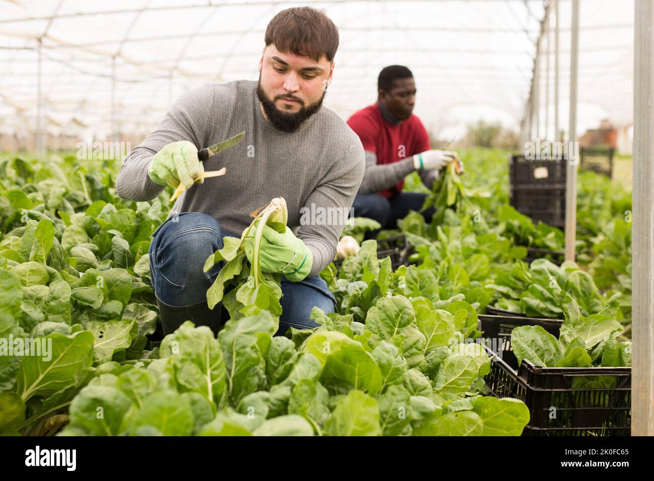 Young farmer harvesting Swiss chard Stock Photo - Alamy