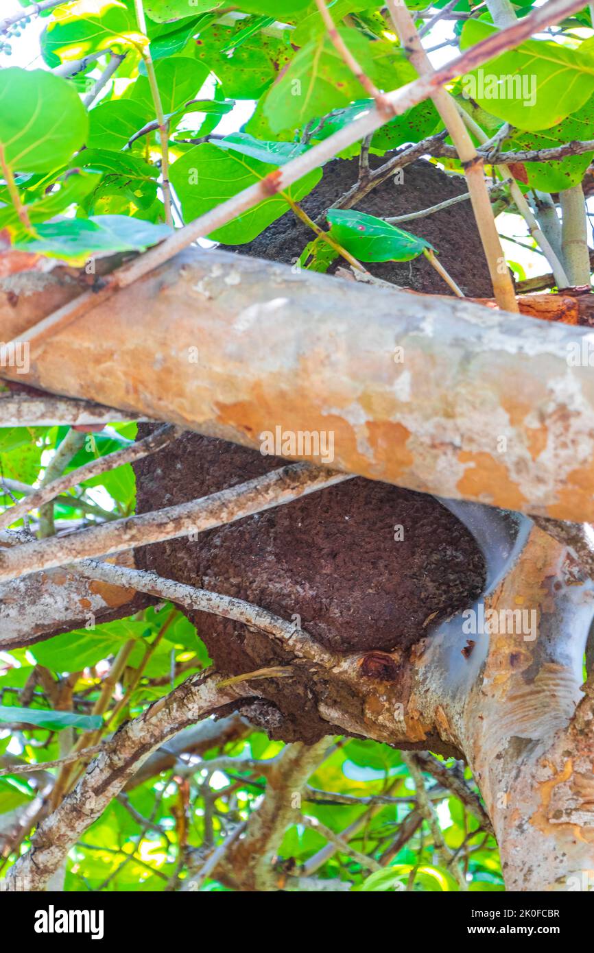 Termite nest on the tree or branch in the tropical mexican jungle ...