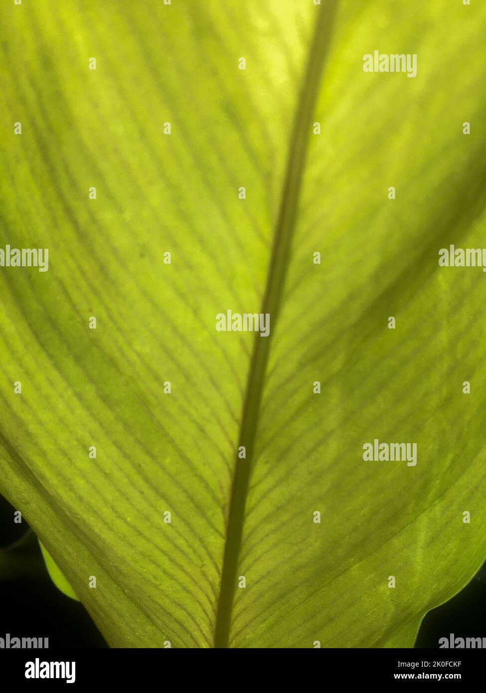 Vascular structure of leaf hi-res stock photography and images - Alamy