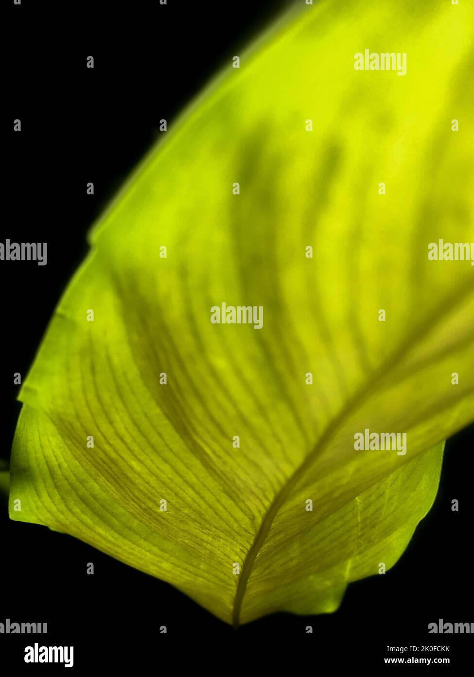 Vascular structure of leaf hi-res stock photography and images - Alamy