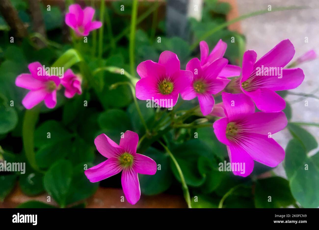 Field pink clover flowers hi-res stock photography and images - Alamy