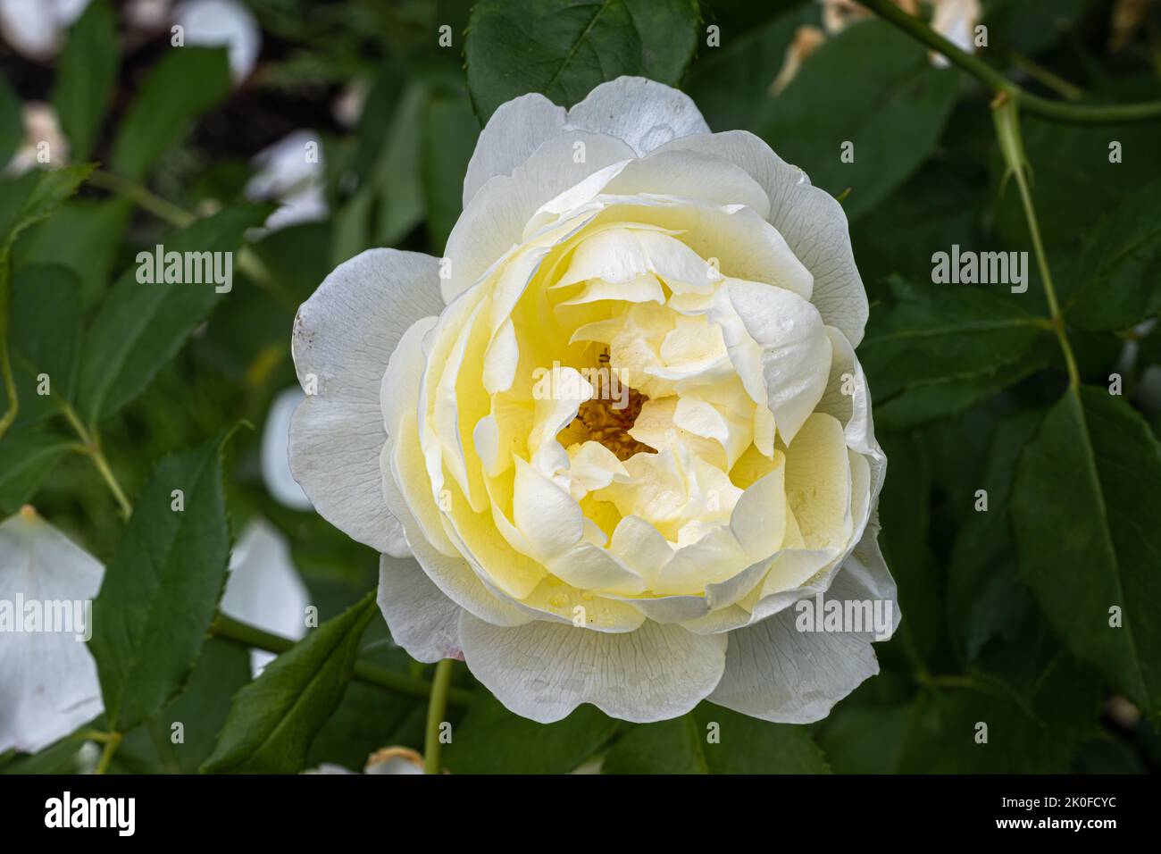 Flowers of ‘Vanessa Bell’ English Rose Stock Photo - Alamy
