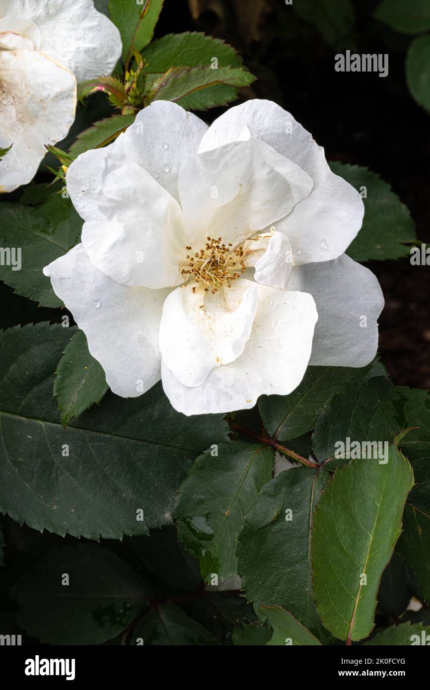 Flower of ‘Whiteout’ Shrub Rose Stock Photo - Alamy