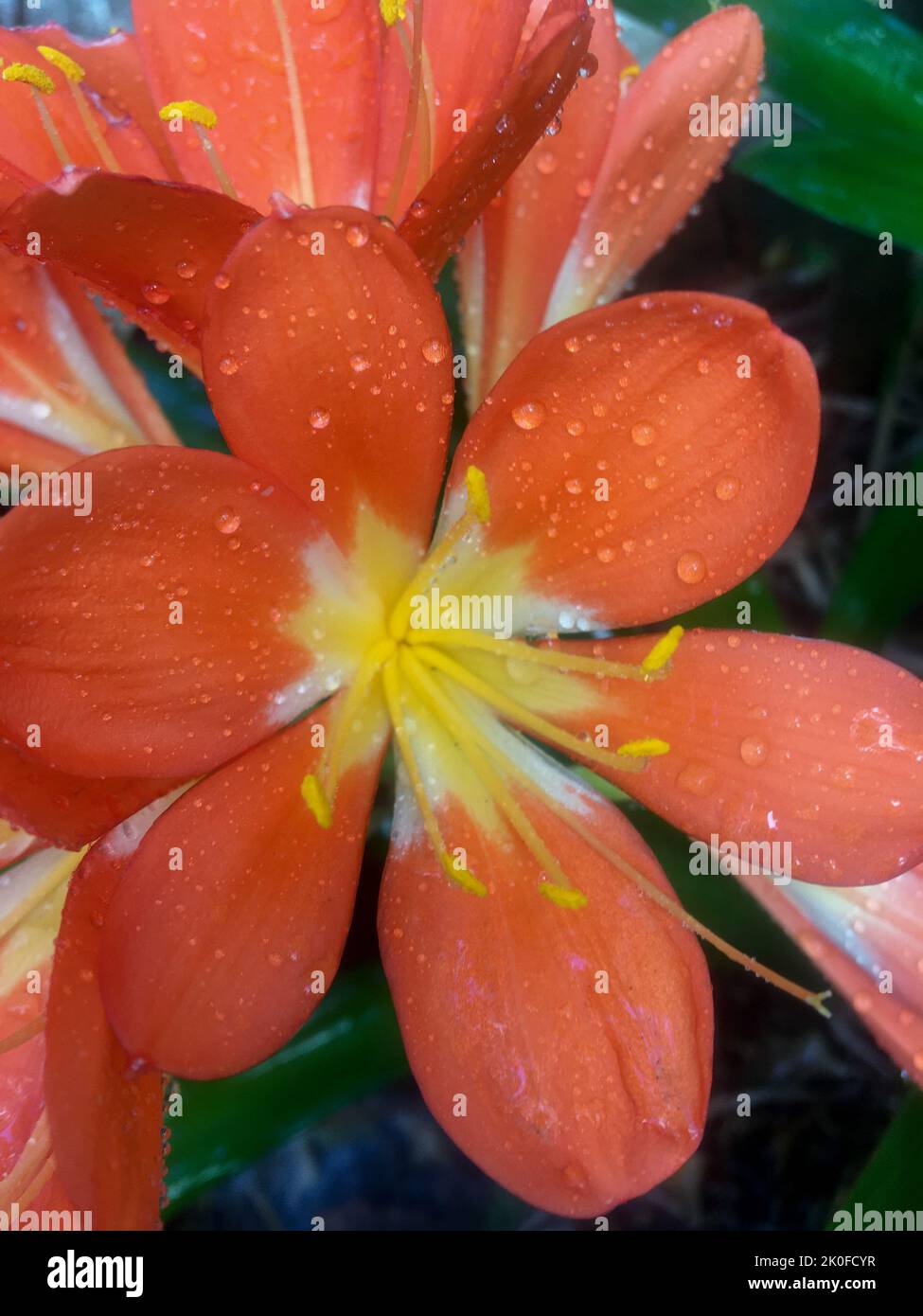 Clivia foliage hi-res stock photography and images - Alamy