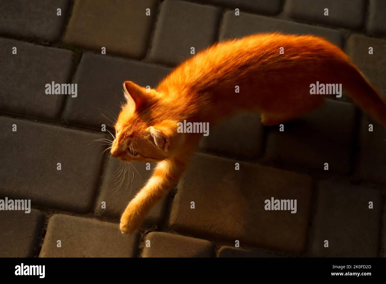 Defocus red cat top view outside. Orange cat walking down the street ...